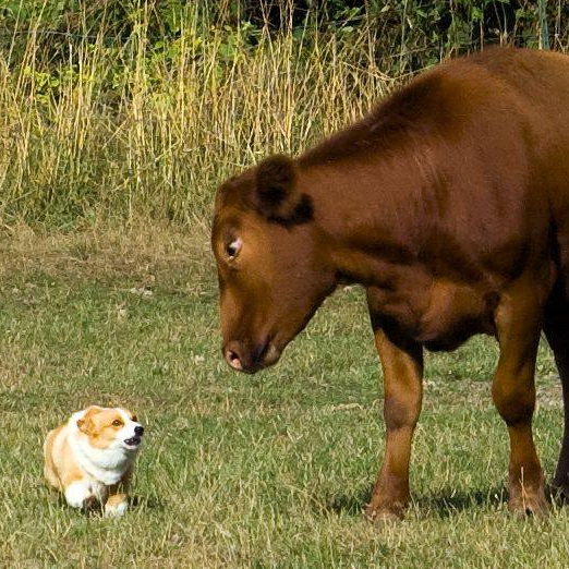 All Breed Herding Club of Western WA – An AKC Recognized Herding Club